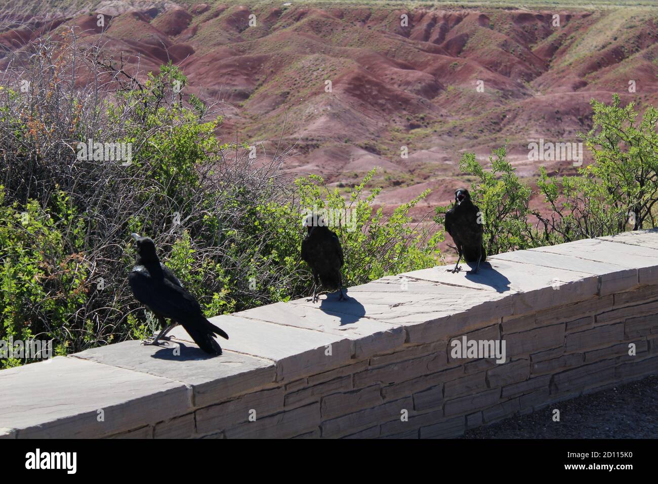 Crows in desert hi-res stock photography and images - Alamy
