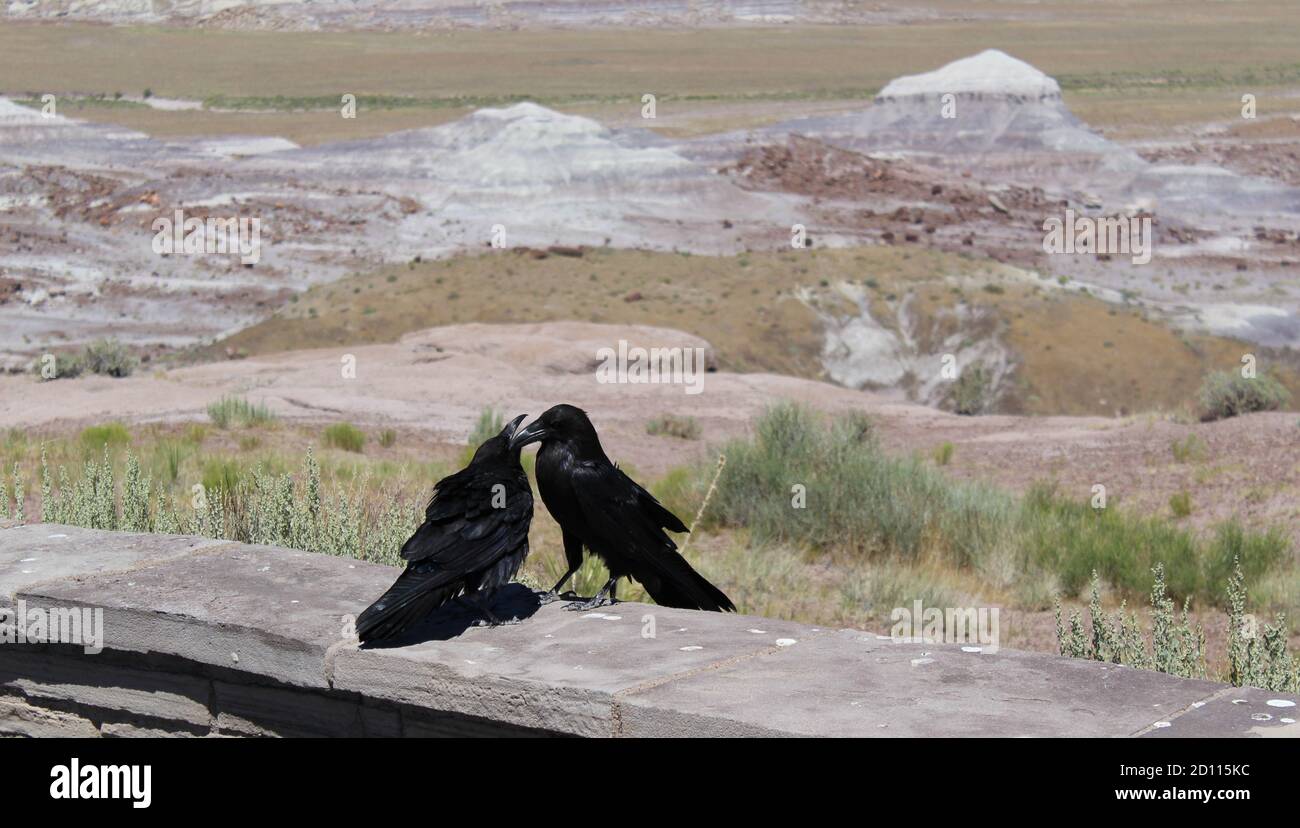 Crows in desert hi-res stock photography and images - Alamy