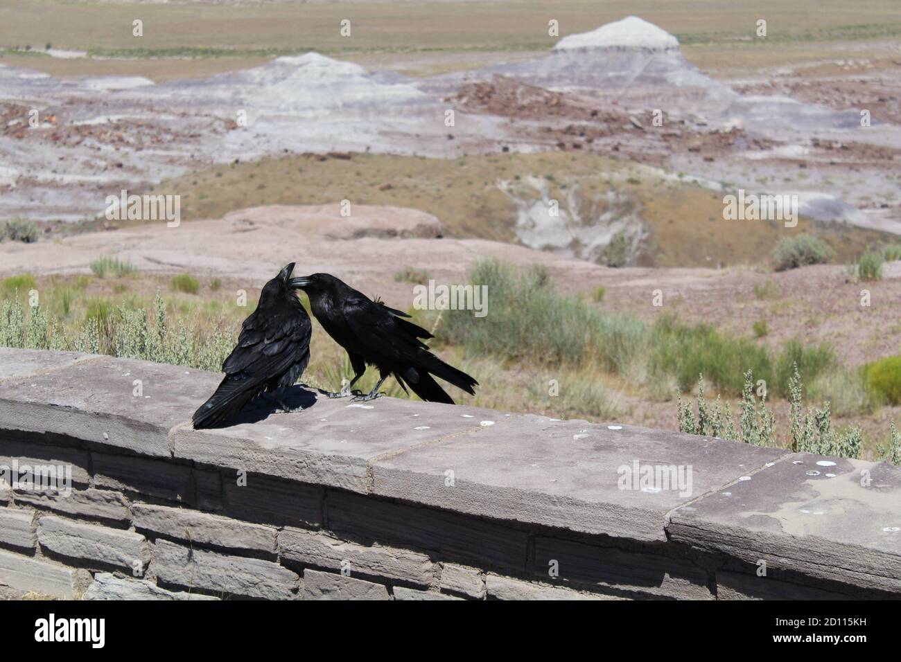 Crows in desert hi-res stock photography and images - Alamy