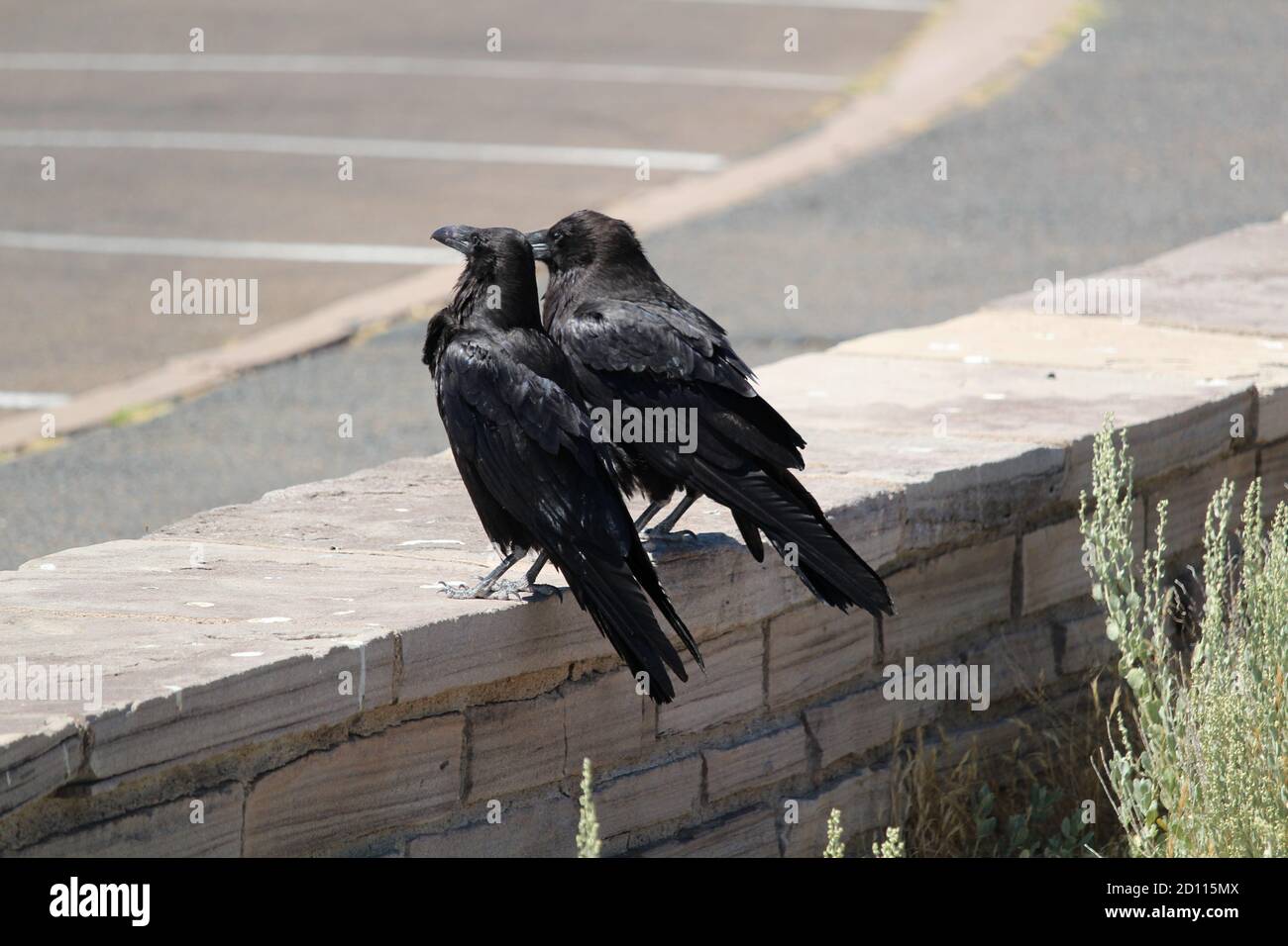 Crows in desert hi-res stock photography and images - Alamy