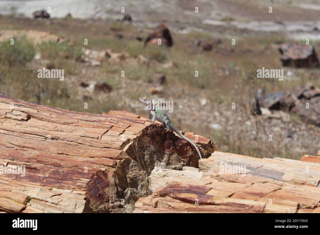 Gekko lizard sitting on top of petrified wood in Petrified Forest ...