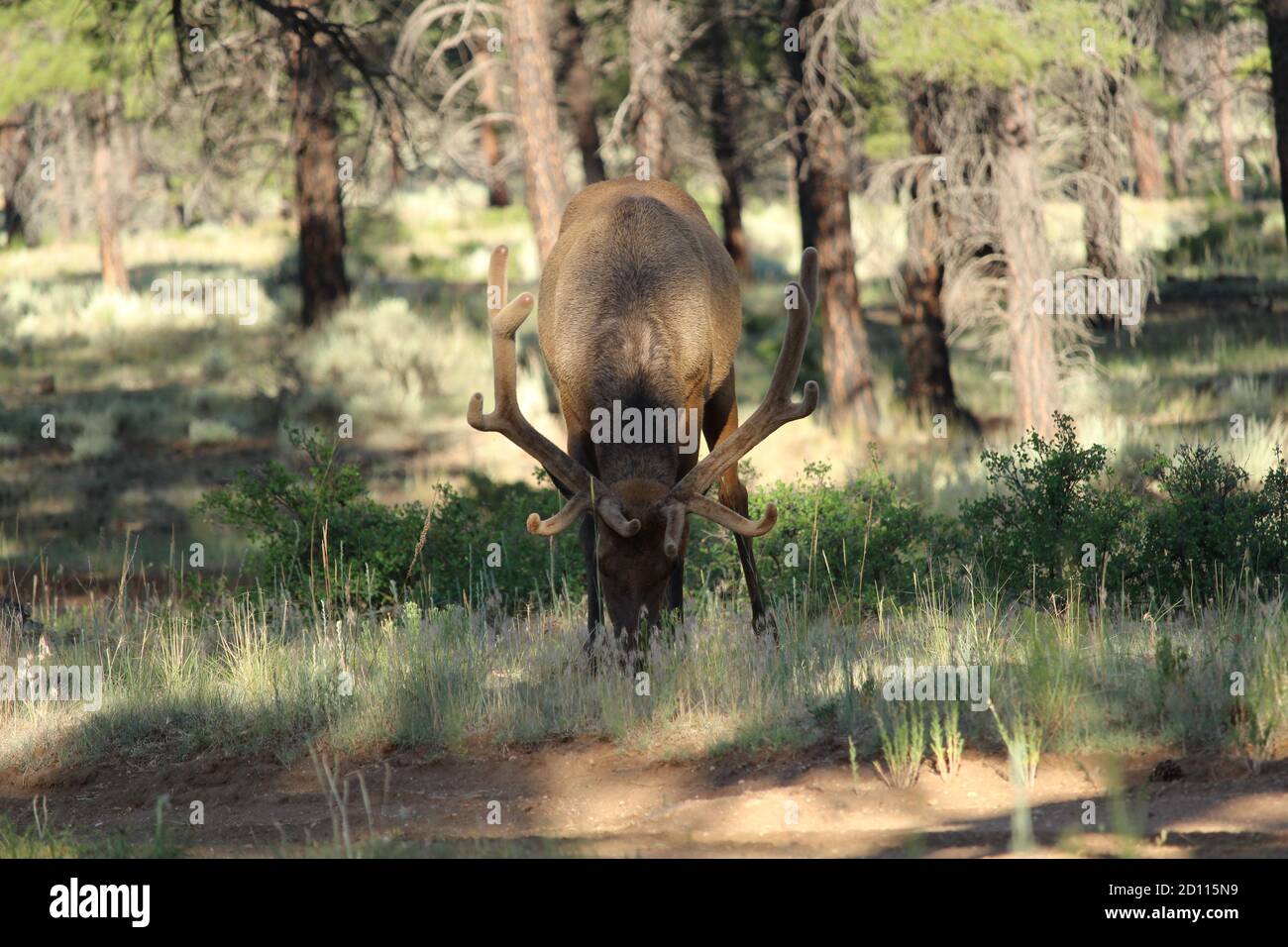 Elk walking through a campsite in a forest near Grand Canyon National ...