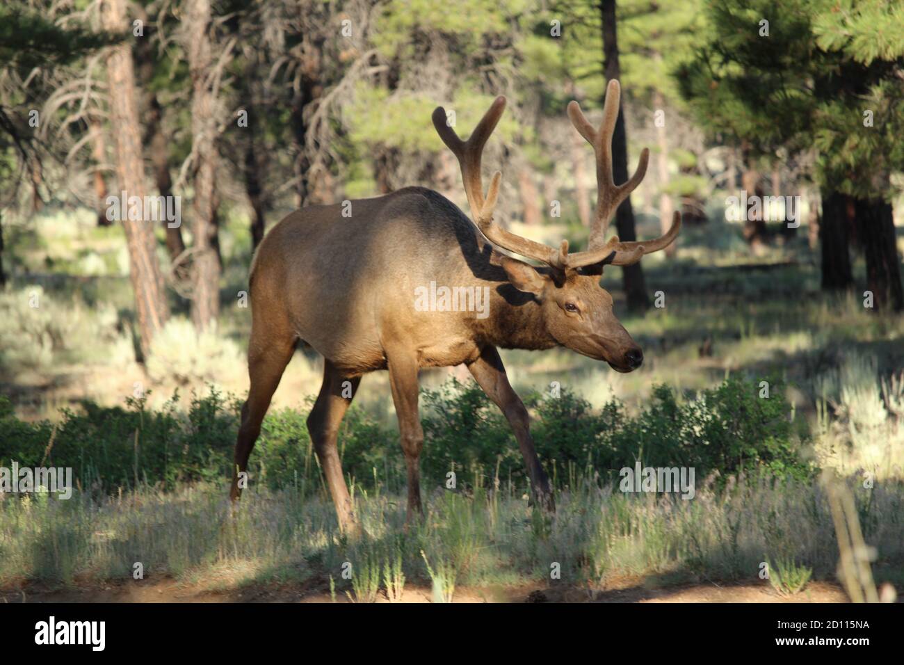 Elk walking through a campsite in a forest near Grand Canyon National ...