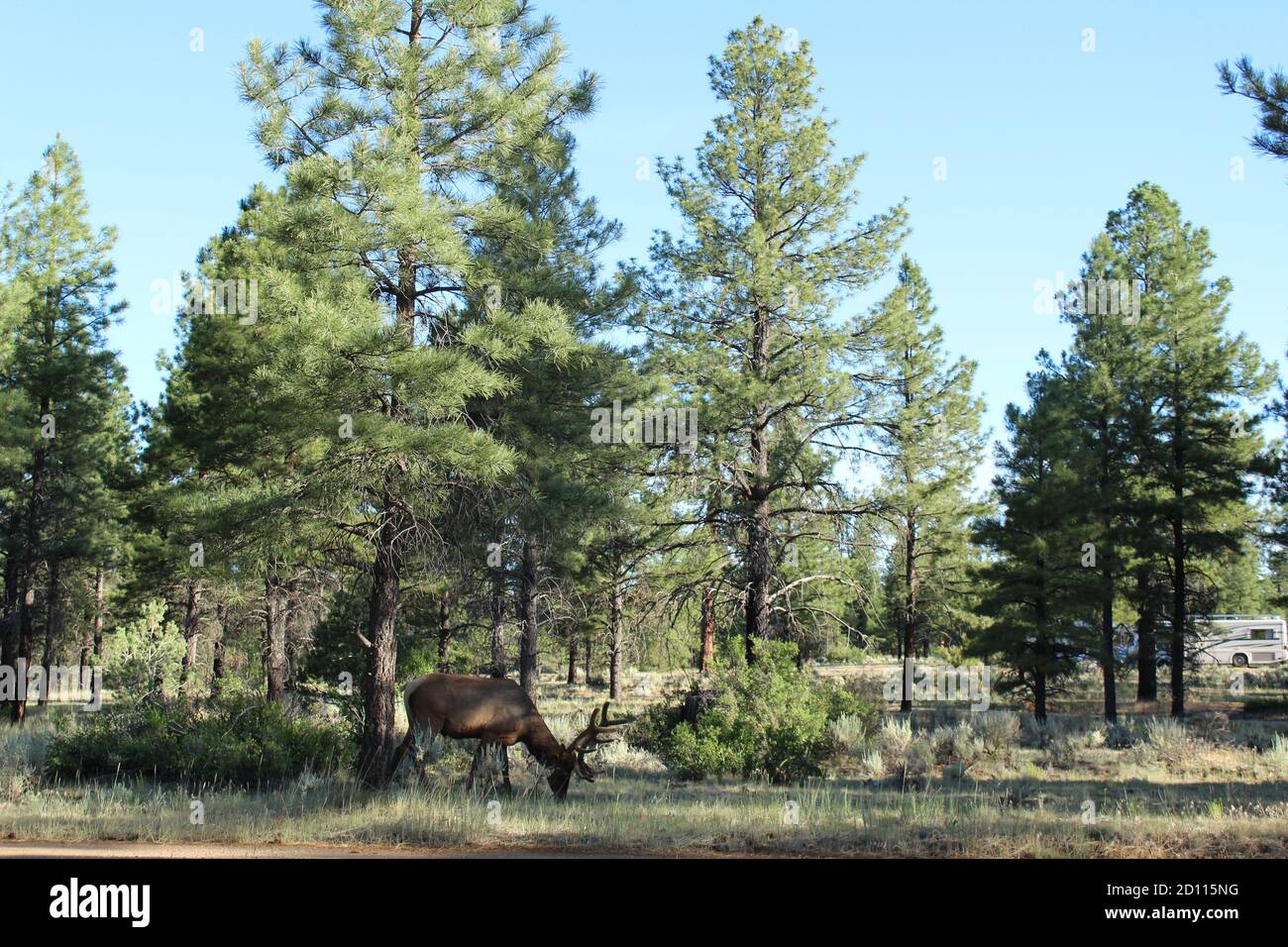 Elk walking through a campsite in a forest near Grand Canyon National ...