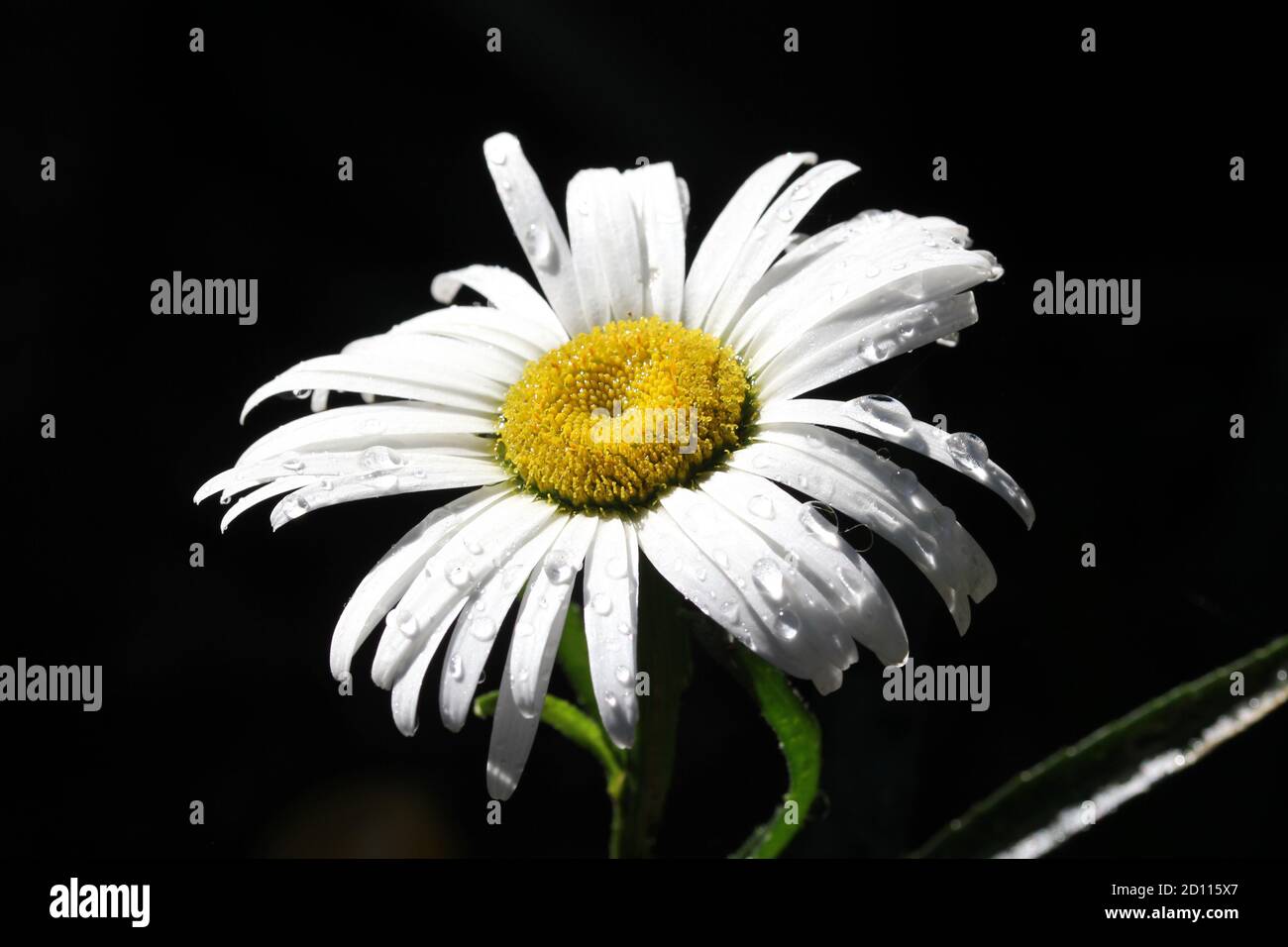 Daisy with dark background and rain drops Stock Photo - Alamy