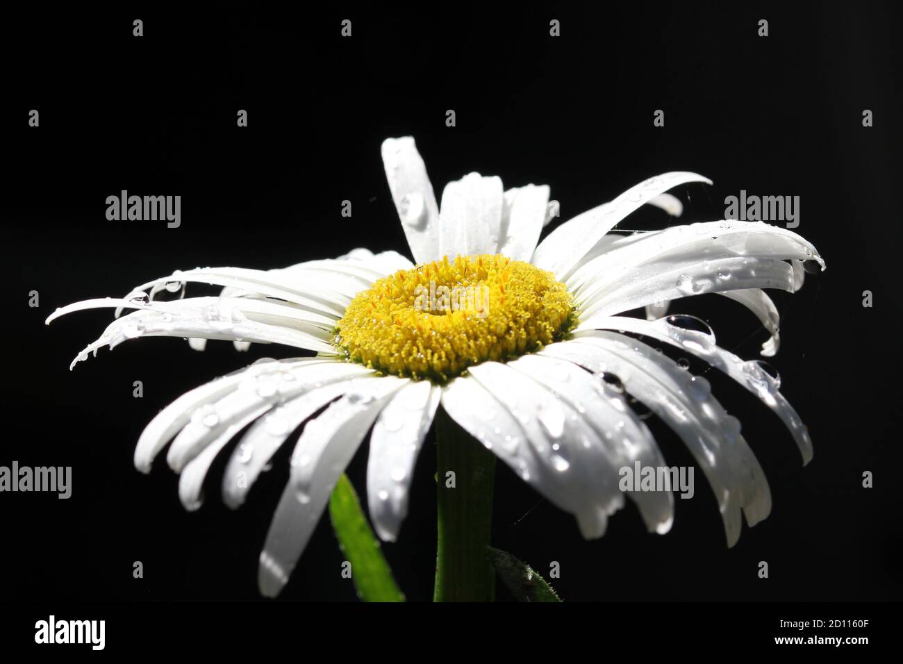 Daisy with dark background and rain drops Stock Photo - Alamy