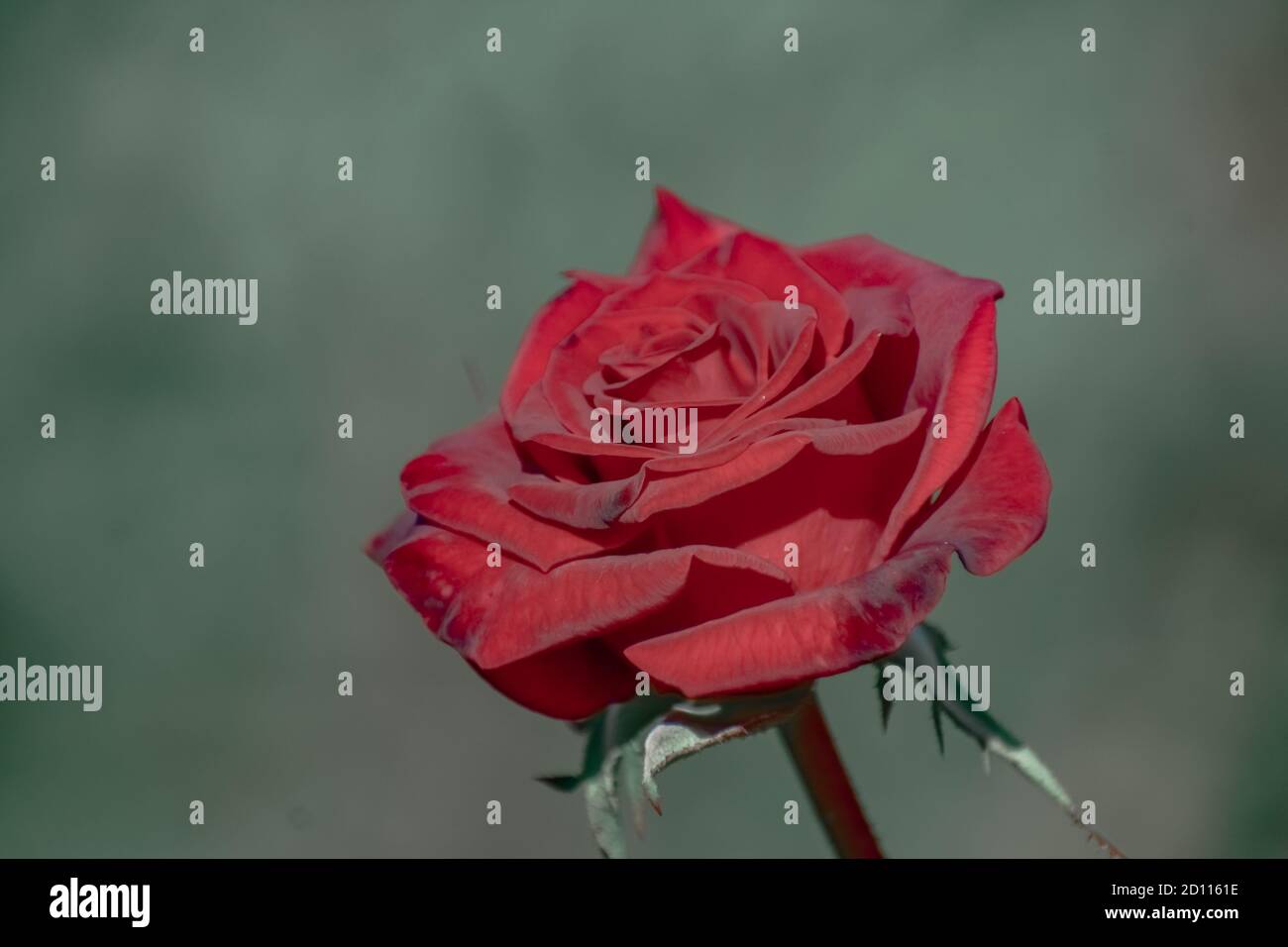 Selective focus shot of red rose in the garden Stock Photo - Alamy