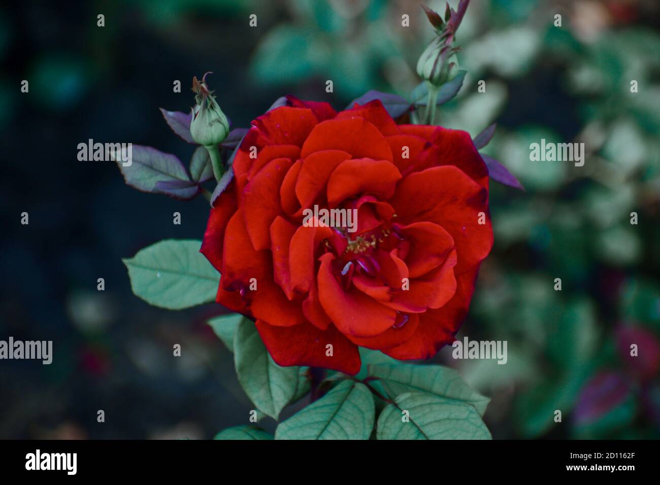Selective focus shot of red rose in the garden Stock Photo - Alamy