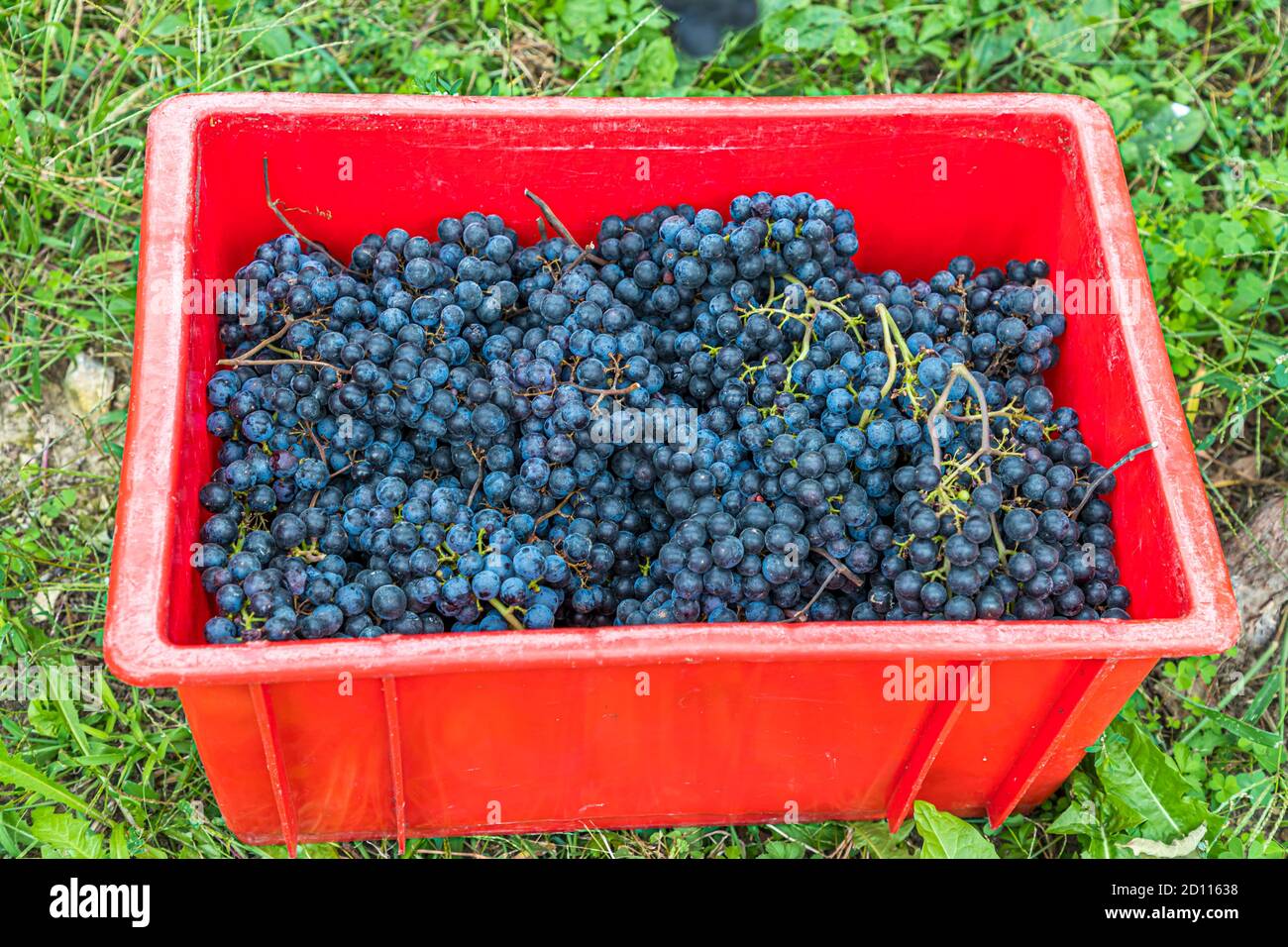 Grape harvest in Ticino, Circolo di Balerna, Switzerland Stock Photo ...