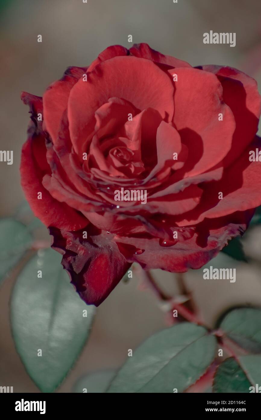 Selective focus shot of red rose in the garden Stock Photo - Alamy