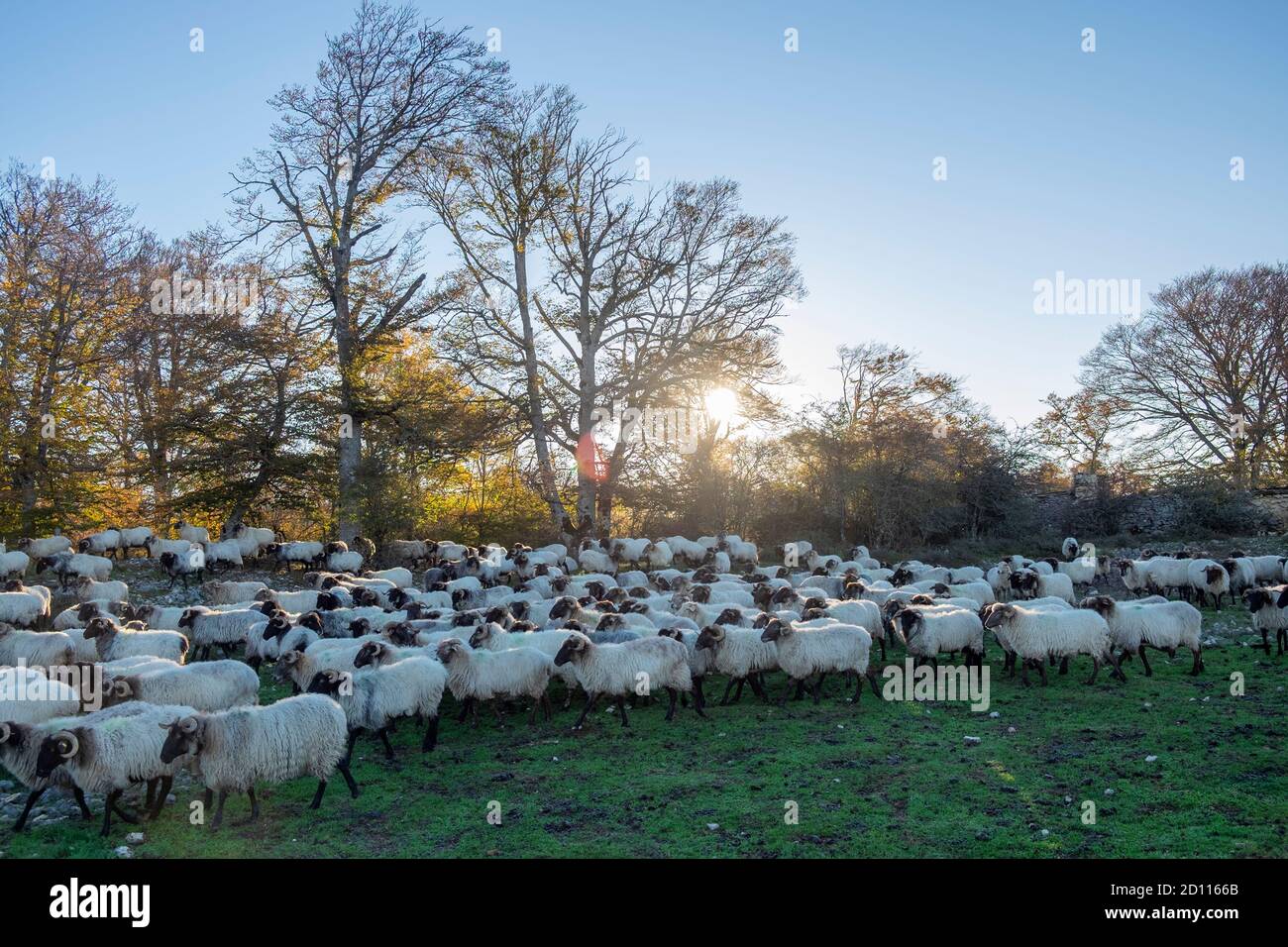 Flock sheep sunrise hi-res stock photography and images - Alamy