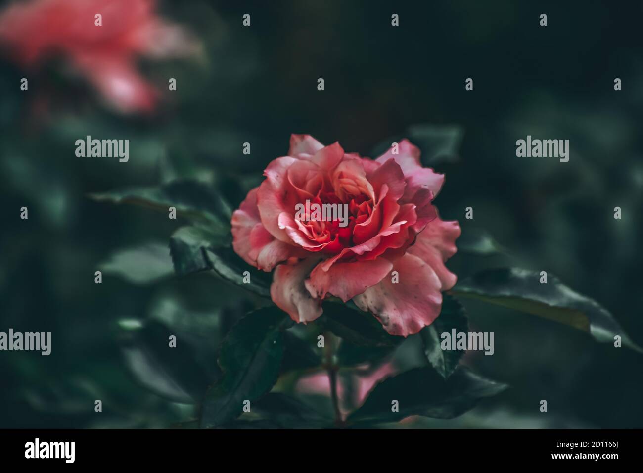 Selective focus shot of pink rose in the garden Stock Photo - Alamy