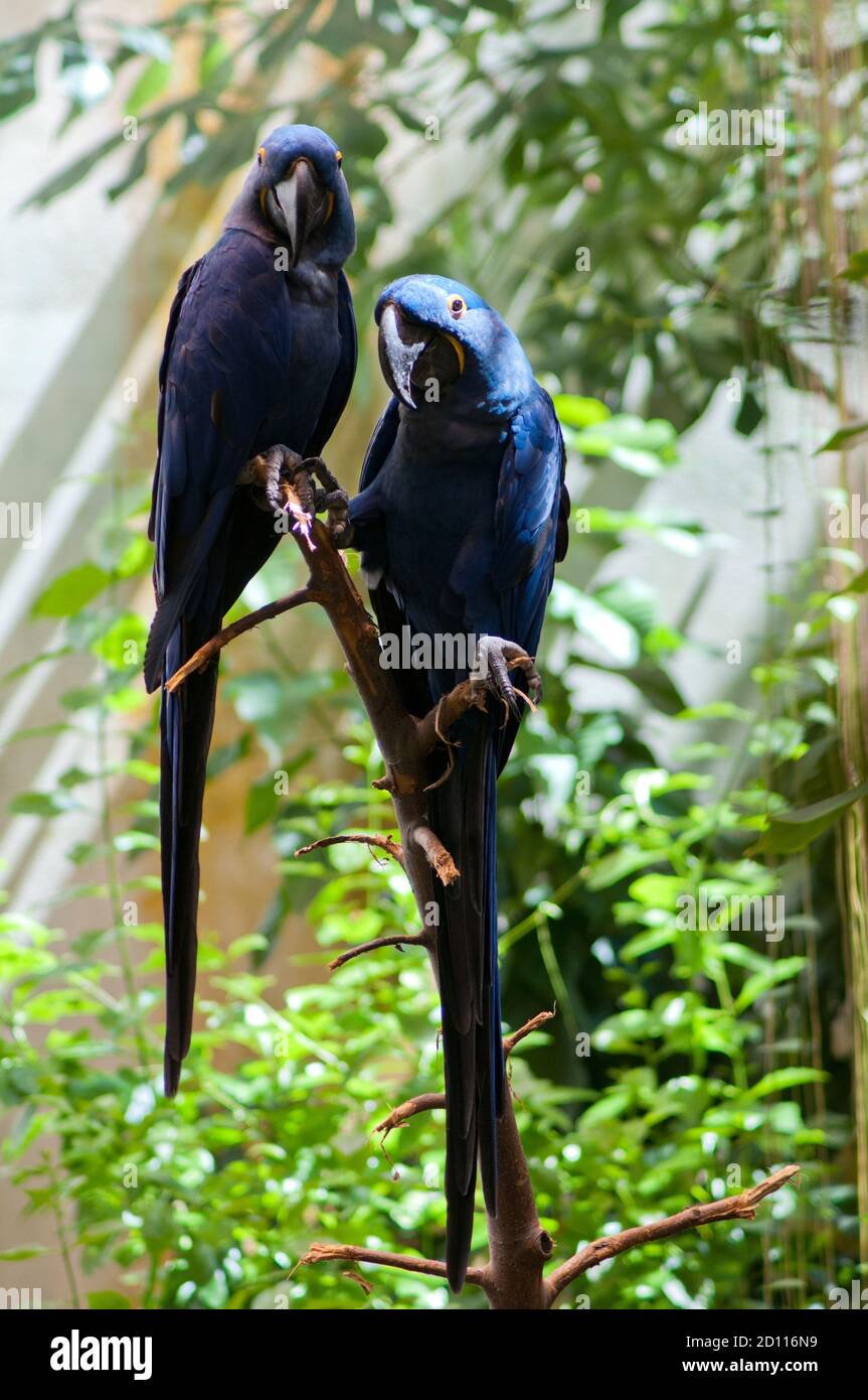 Parrots on the tree in the Botanical Garden Stock Photo - Alamy