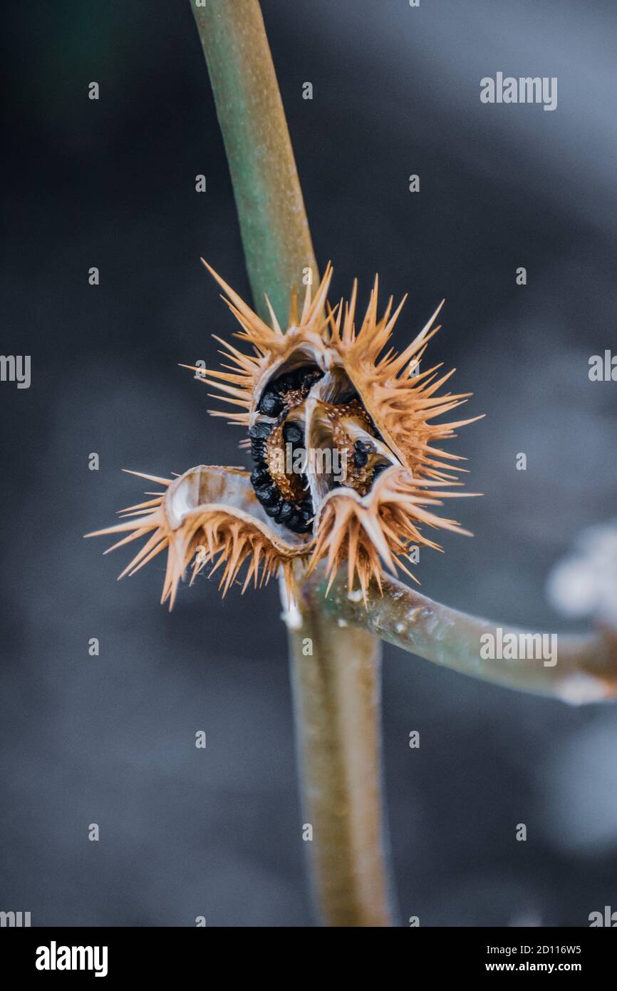 Selective focus shot Devil's snare plant Stock Photo - Alamy