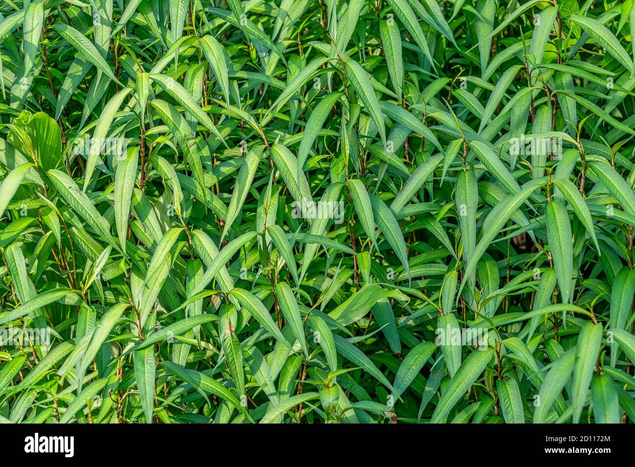 Tumeric Plant High Resolution Stock Photography and Images - Alamy
