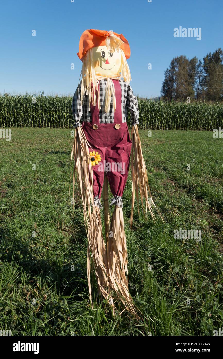 Scarecrow in corn field hi-res stock photography and images - Alamy