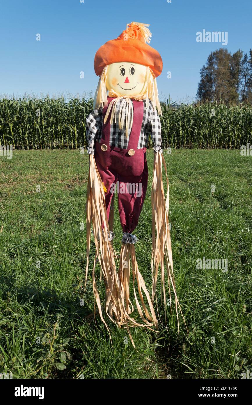 A whimsical smiling scarecrow next to a field of corn in Oregon, USA ...