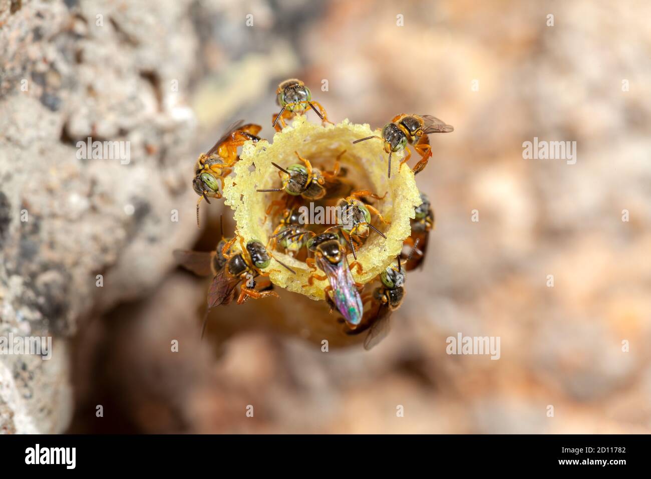 Stingless bee hive hi-res stock photography and images - Alamy