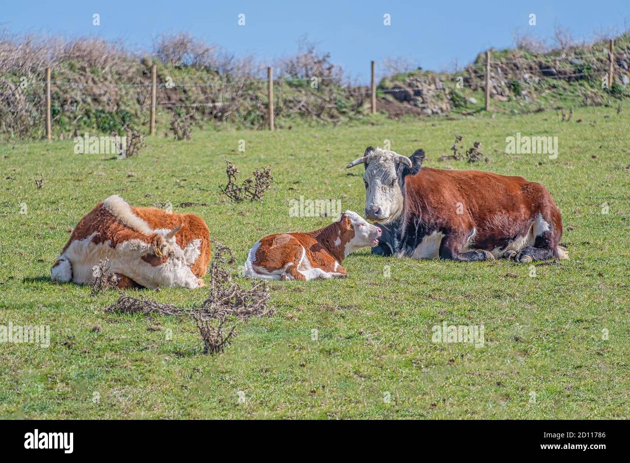 Cows lying down in a field hi-res stock photography and images - Alamy