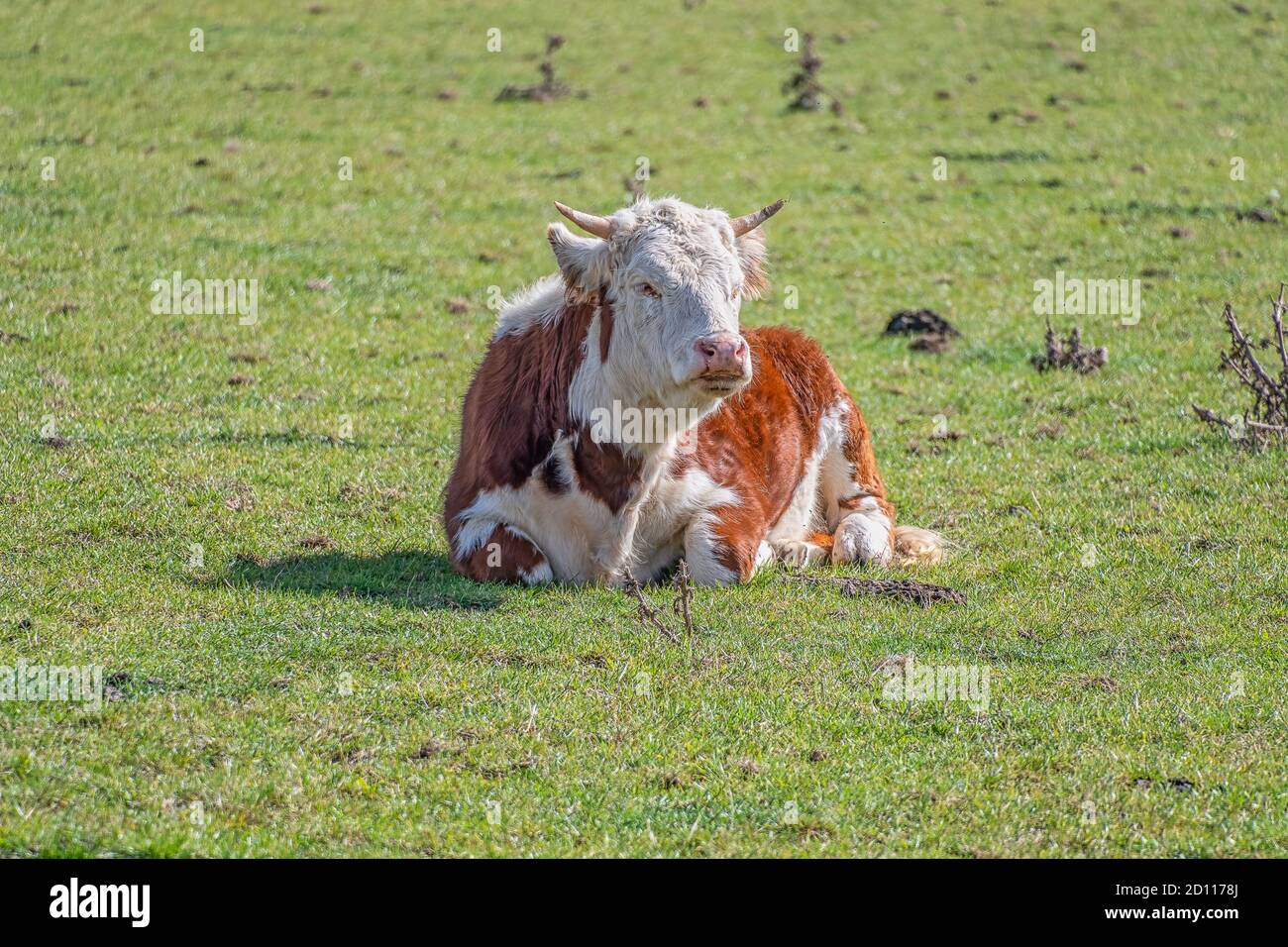 Cows lying down hi-res stock photography and images - Alamy