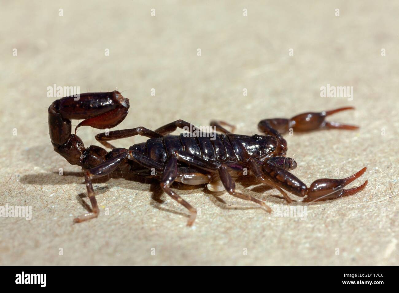 Scorpion very close full of details Bothriurus - poisonous animal Stock ...