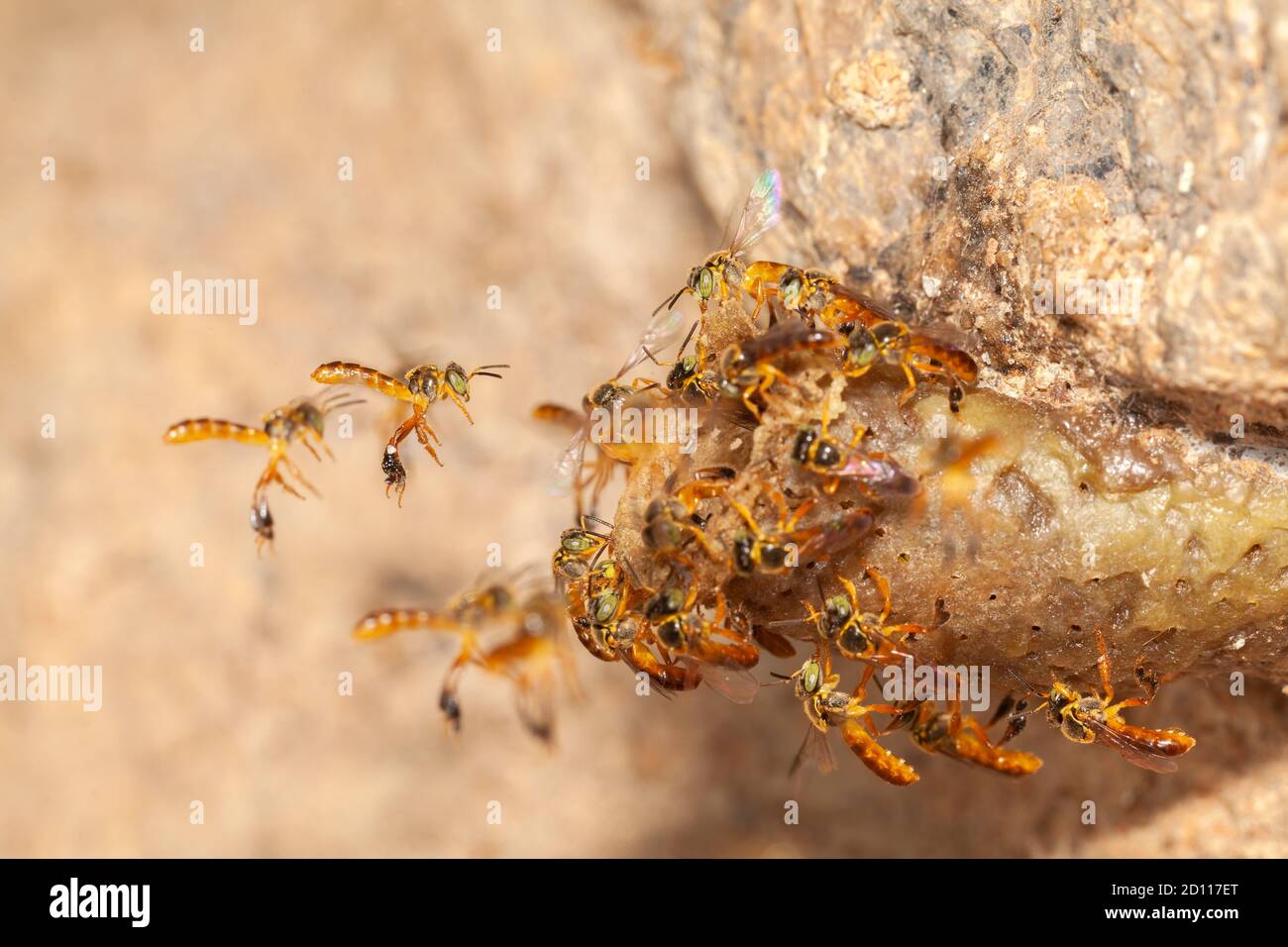 Tetragonisca angustula jatai bess on flight close - stingless bee Stock ...