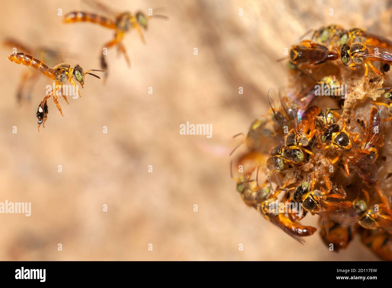 Tetragonisca angustula jatai bess on flight close - stingless bee Stock ...