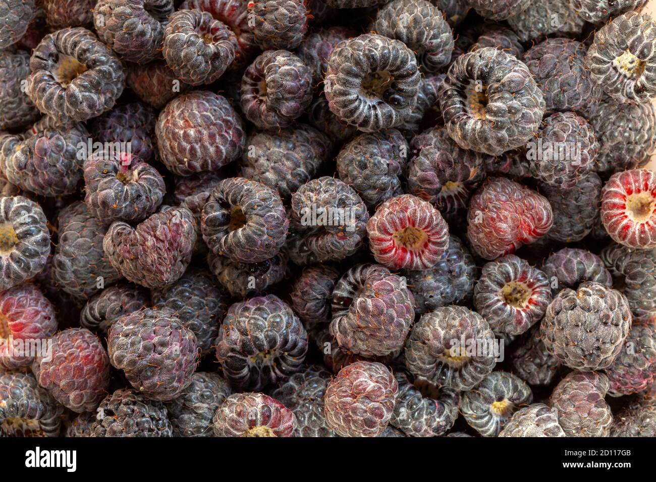Lot of wild raspberry fruit pattern ready to eat ripe fruits Stock ...