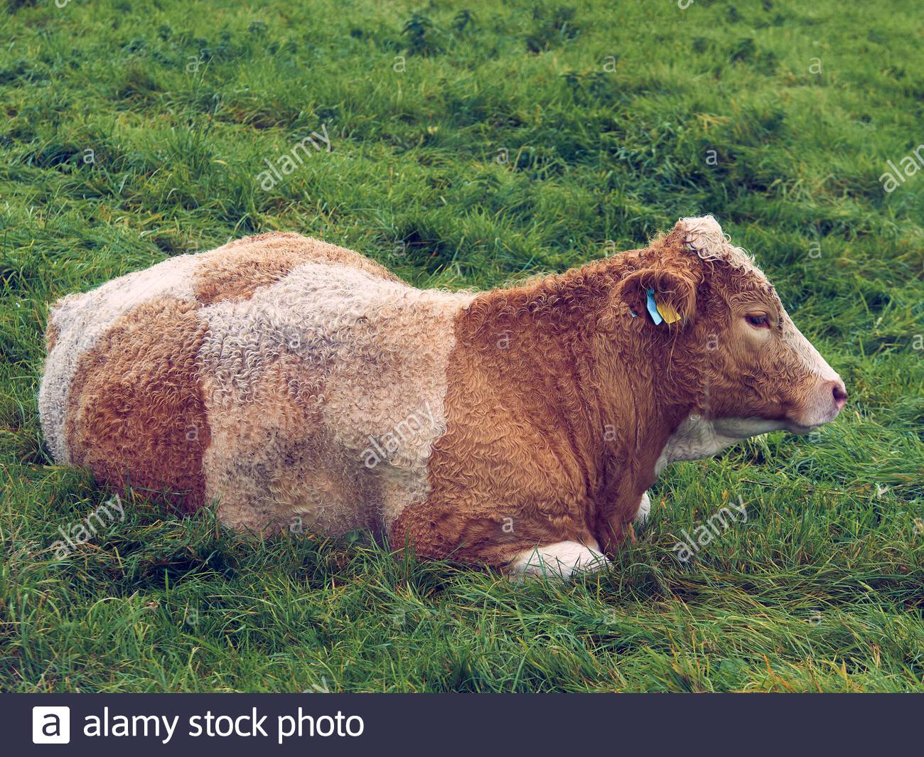 Curly Haired Cow High Resolution Stock Photography and Images - Alamy