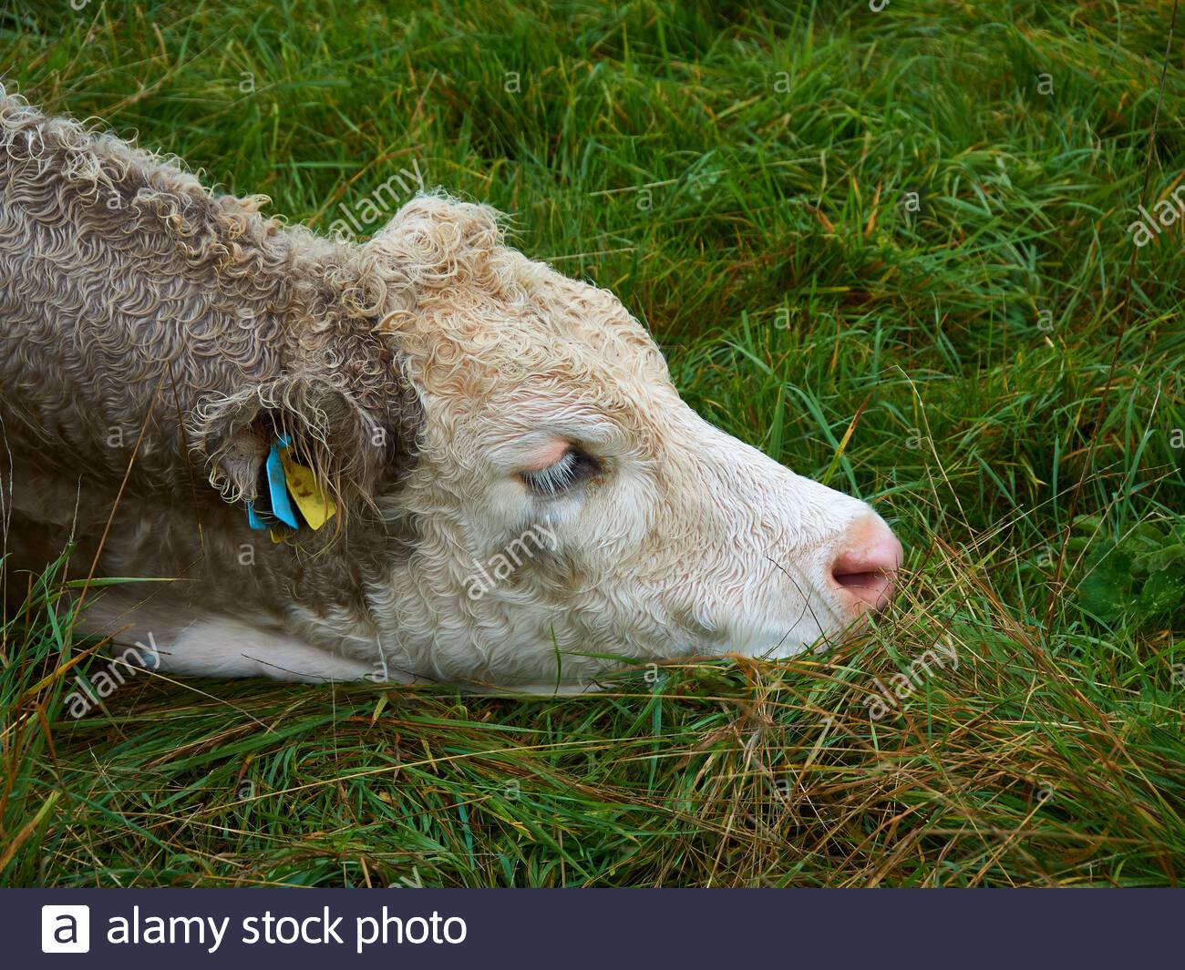 Curly Haired Cow High Resolution Stock Photography and Images - Alamy