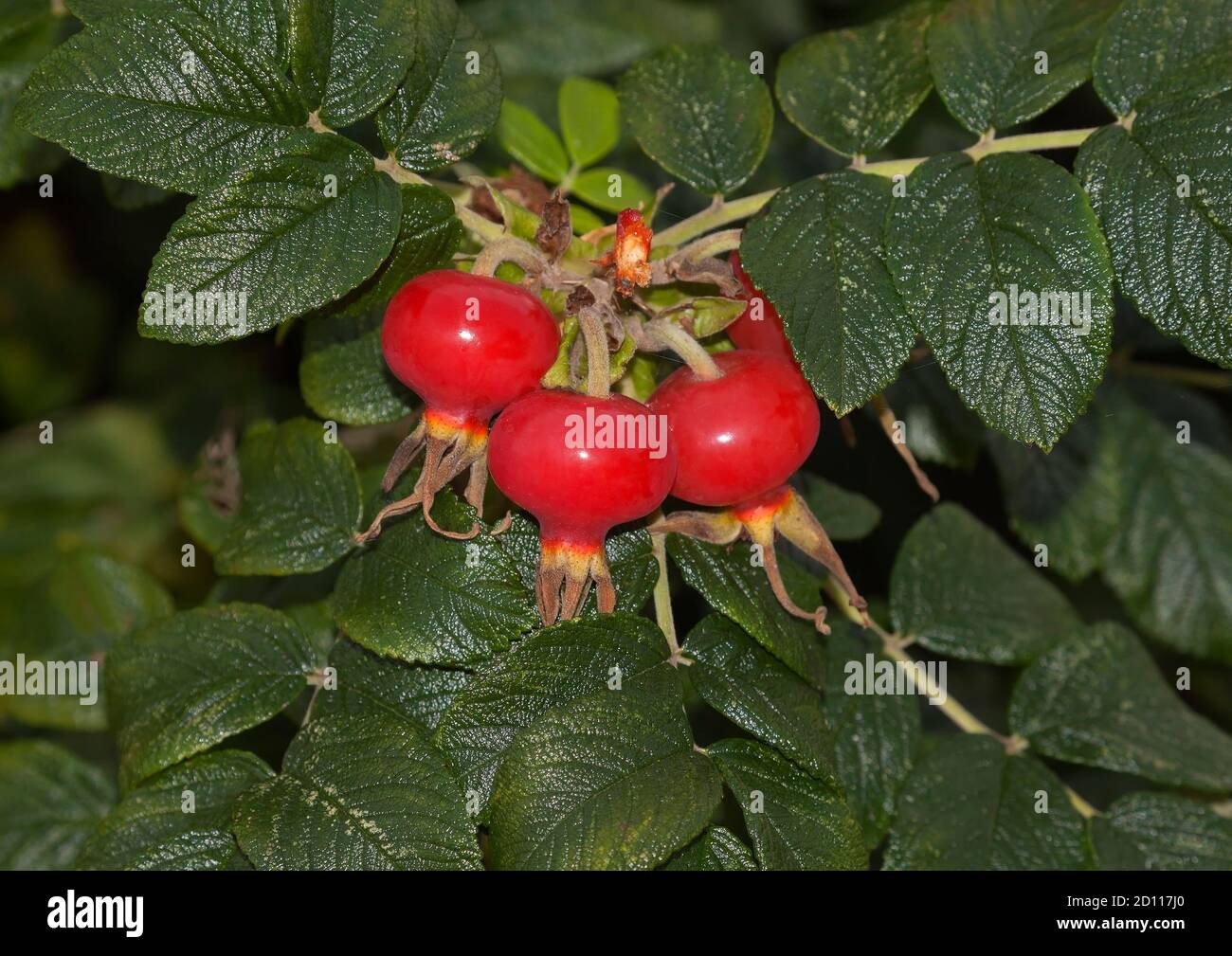 Rose hip or rosehip, also called rose haw and rose hip, is the ...