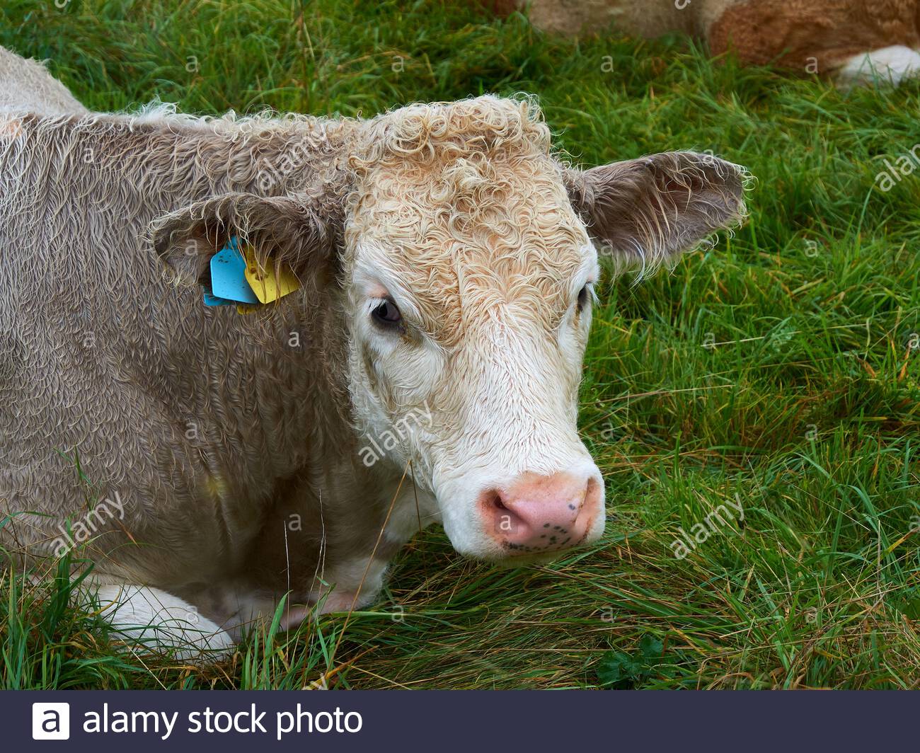 Curly Haired Cow High Resolution Stock Photography and Images - Alamy