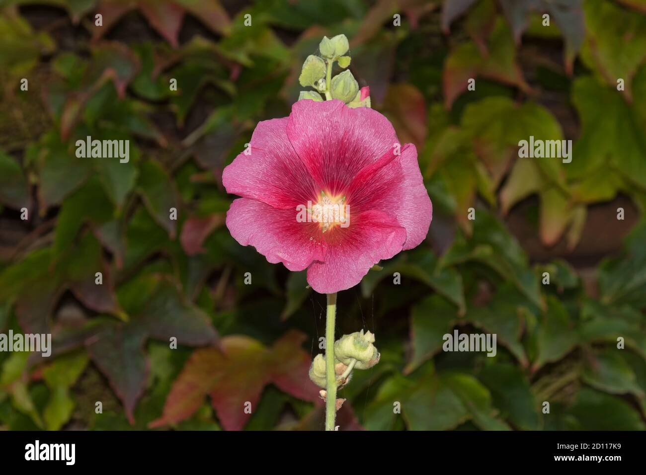 Bauernrose hi-res stock photography and images - Alamy