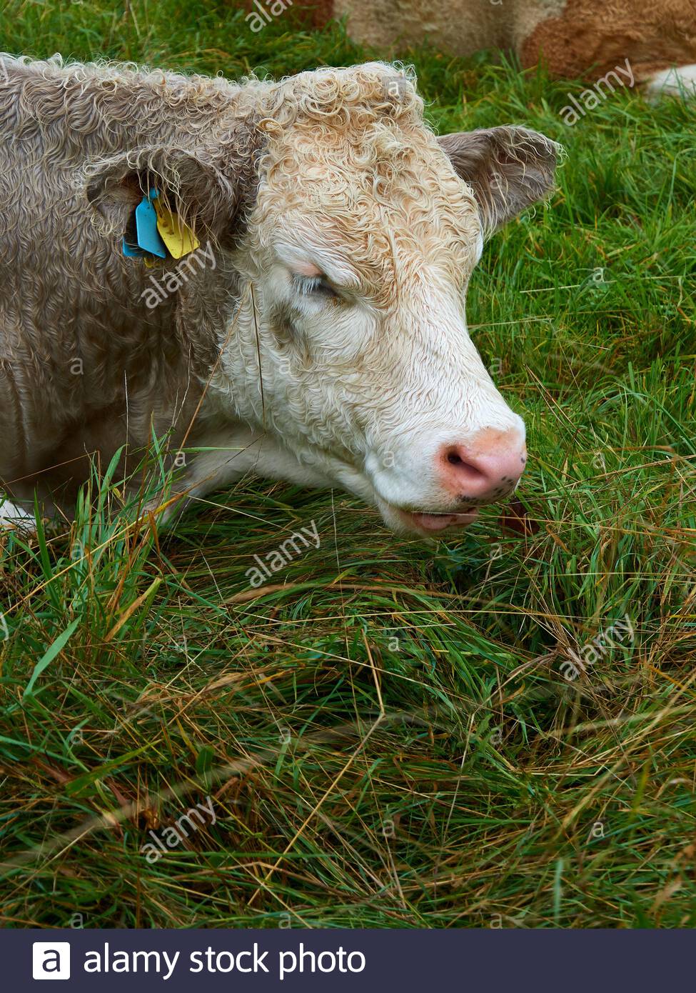 Curly Haired Cow High Resolution Stock Photography and Images - Alamy