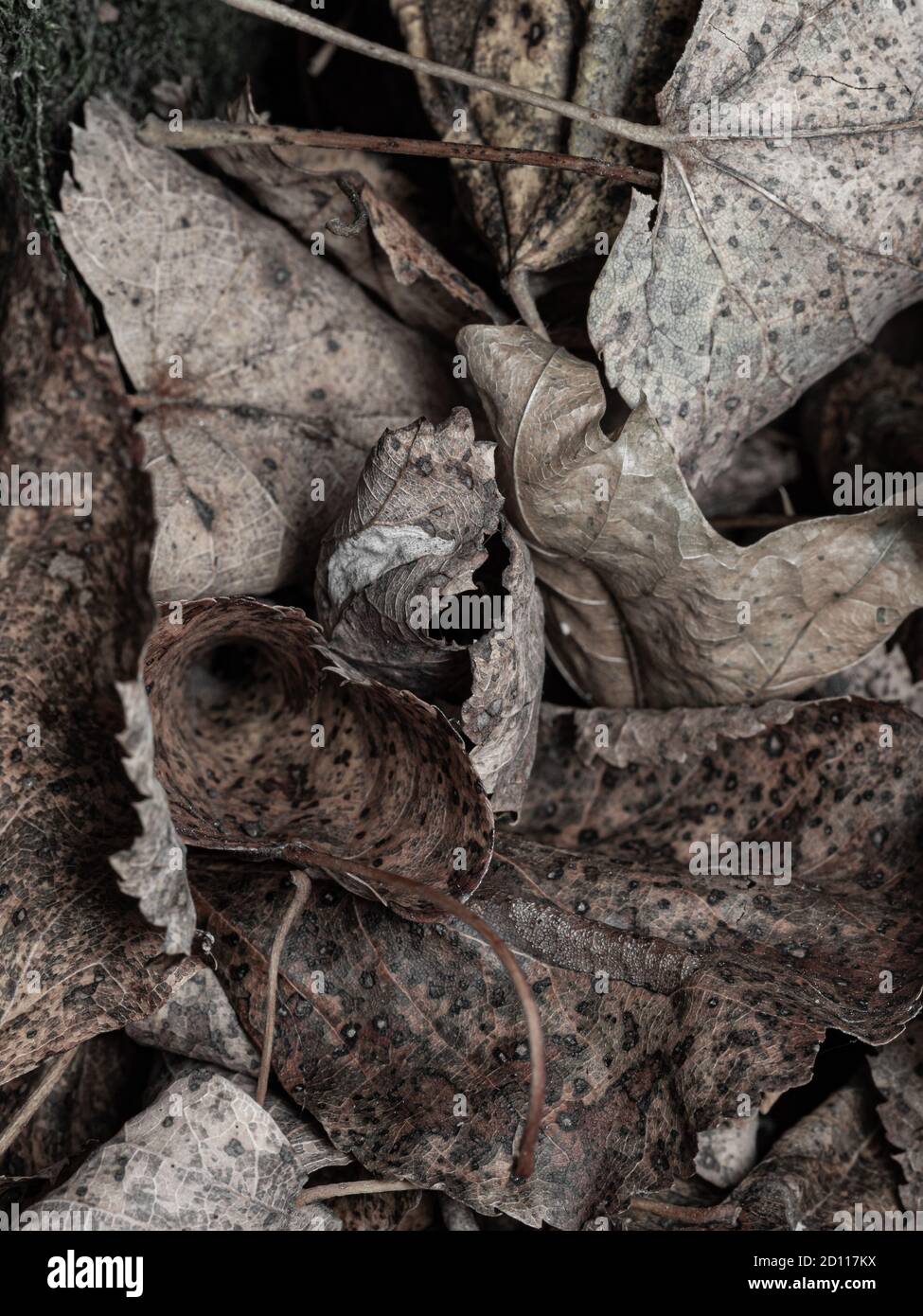 Dark leaves texture hi-res stock photography and images - Alamy