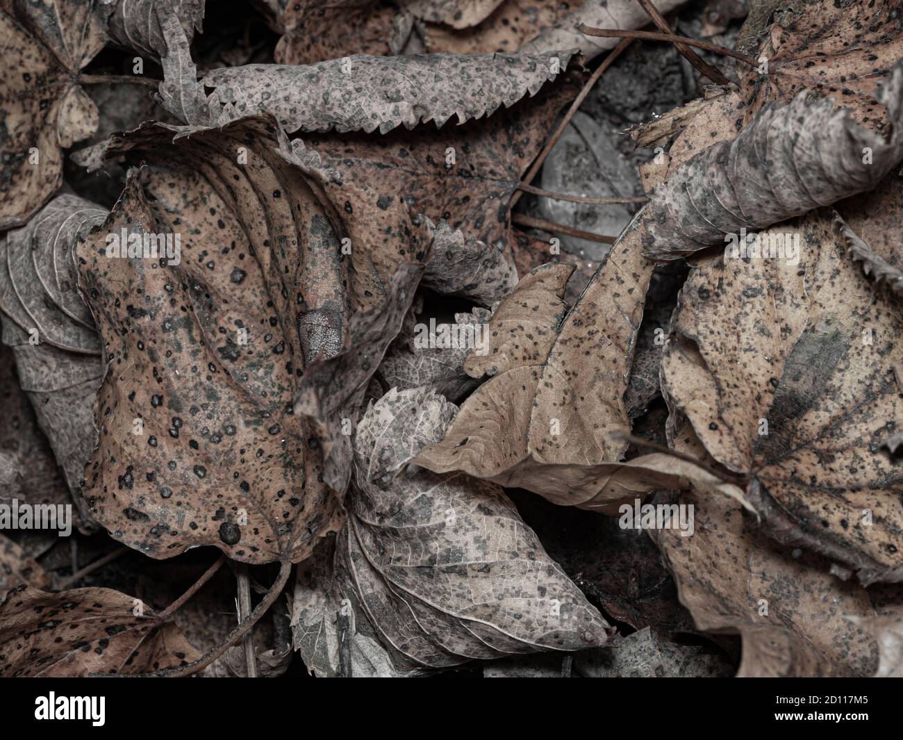 Dark leaves texture hi-res stock photography and images - Alamy