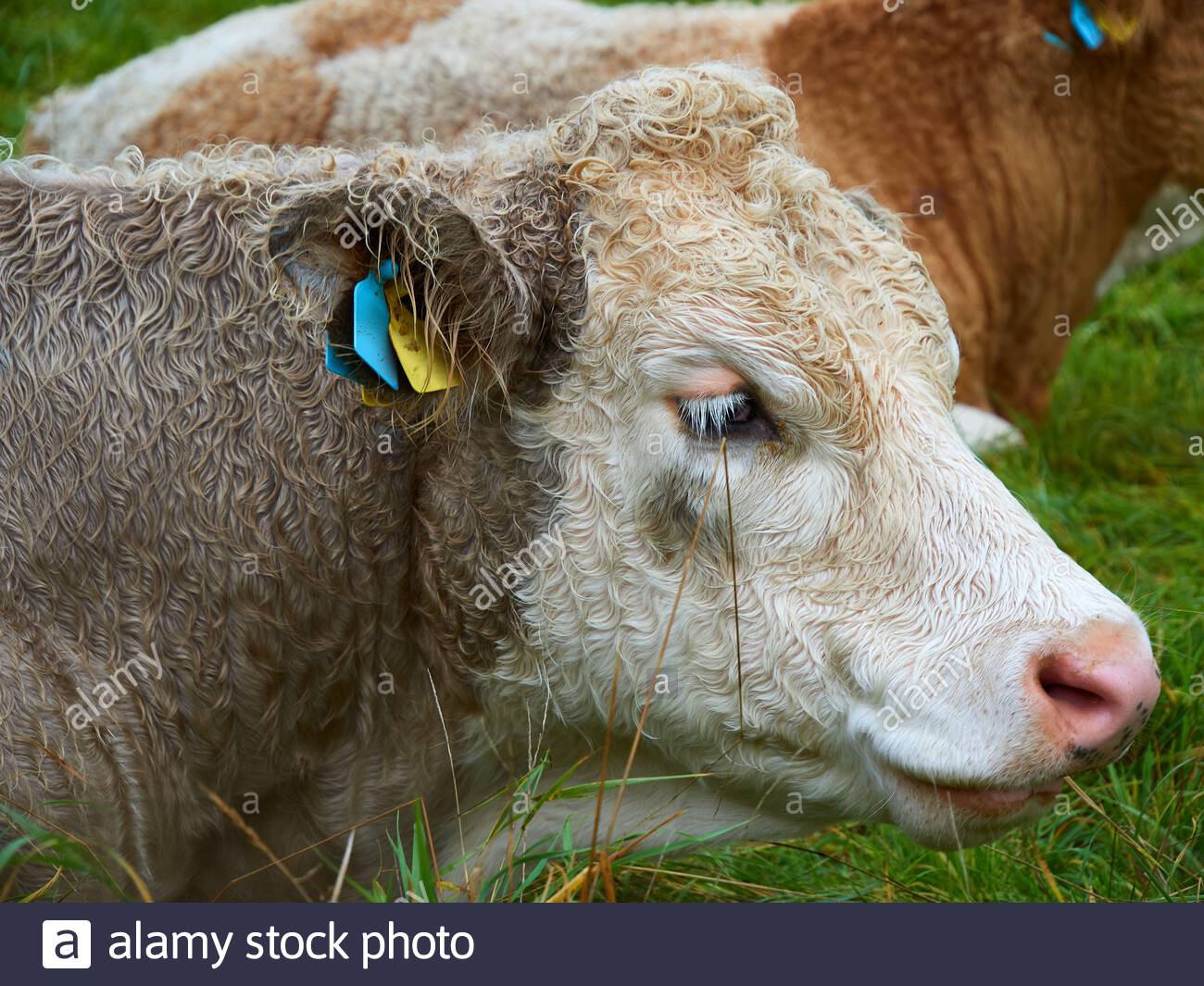 Curly Haired Cow High Resolution Stock Photography and Images - Alamy