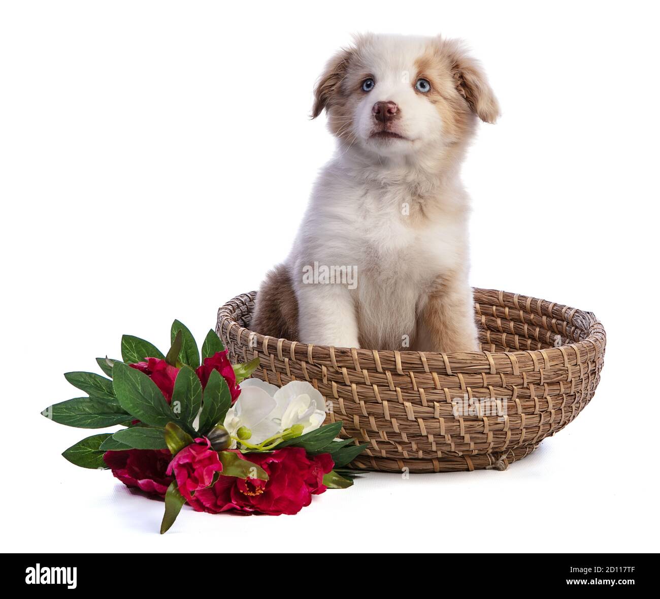 Australian Shepherd Puppy with flowers in basket on white background ...