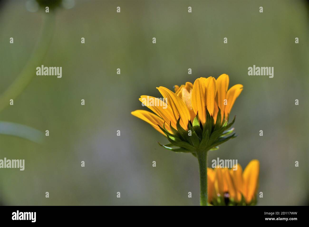 Yellow weed flower hi-res stock photography and images - Alamy