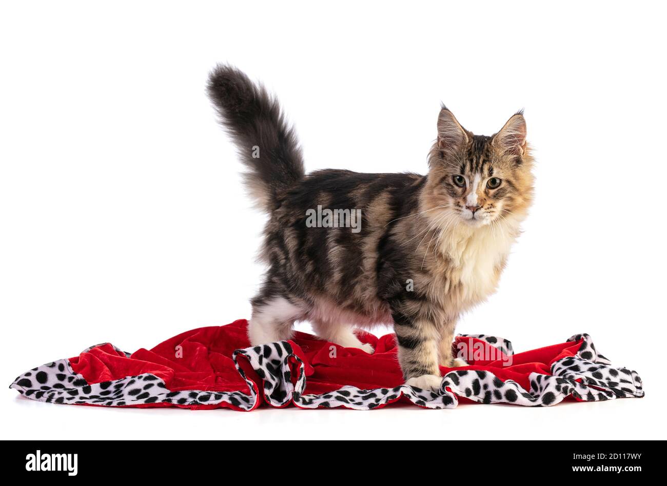 Young Maine coon with a red Christmas cape on a white background Stock ...