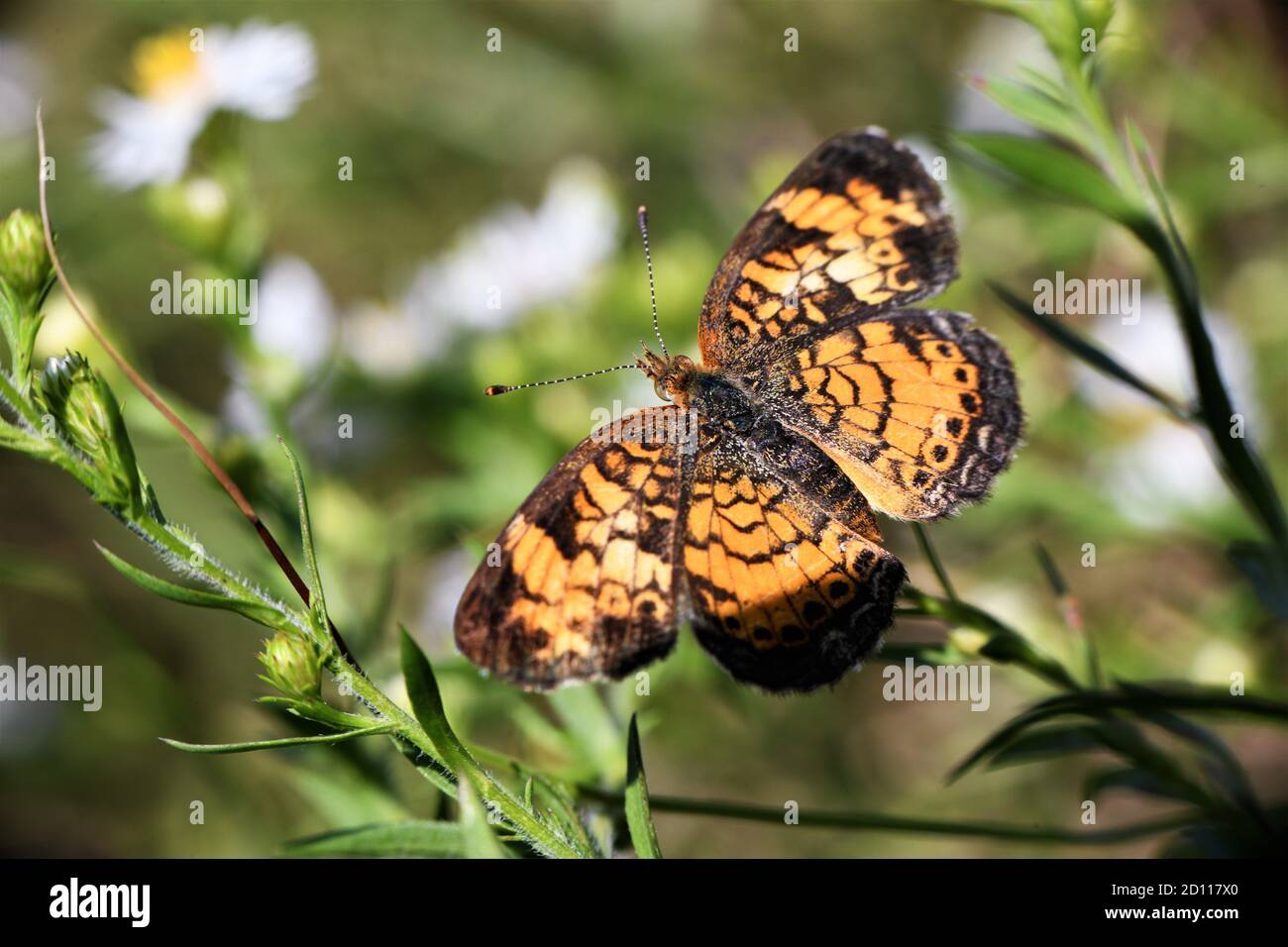 Crescent Butterfly High Resolution Stock Photography and Images - Alamy