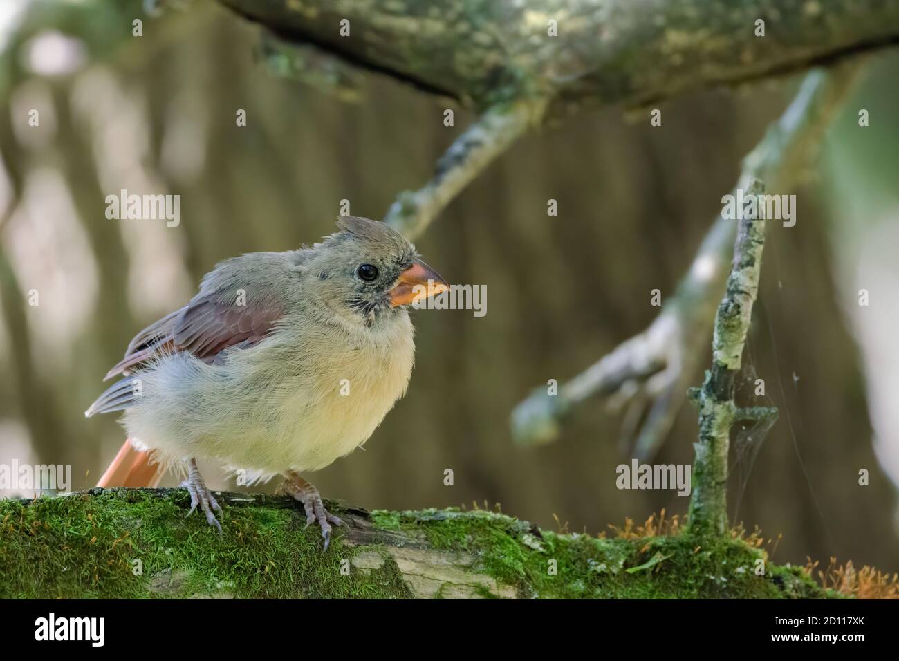 Mid sized bird hi-res stock photography and images - Alamy