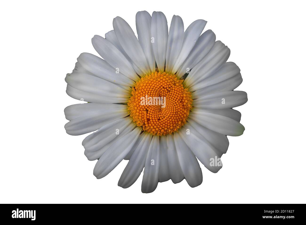Chamomile flower Cut Out Stock Images & Pictures - Alamy
