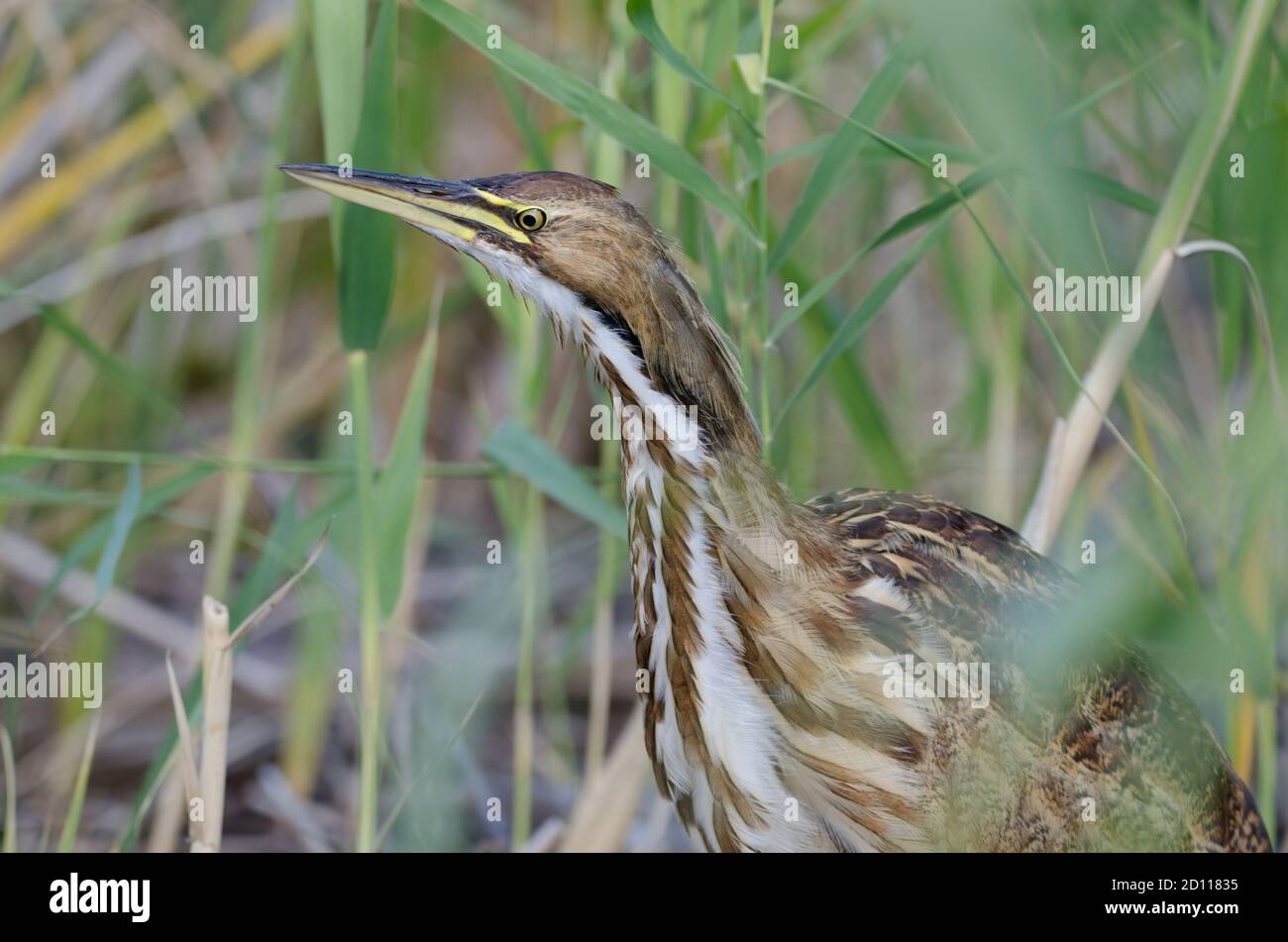 American Bittern (Botaurus lentiginosus) photographed at Long Point ...