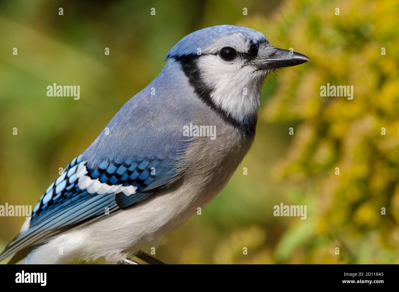 Blue Jay (Cyanocitta cristata) These colorful corvids are native to ...