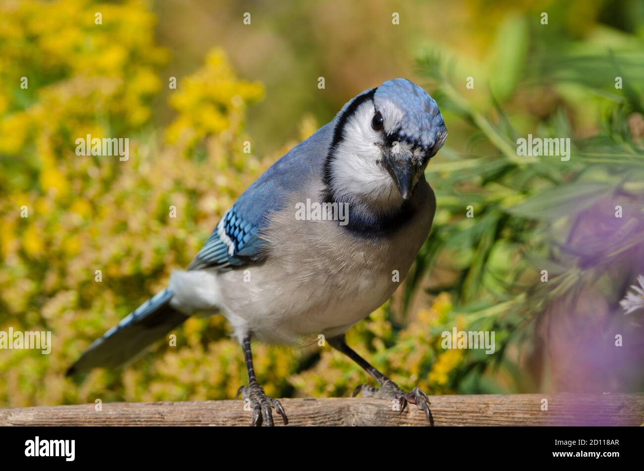 Eastern blue jay hi-res stock photography and images - Alamy