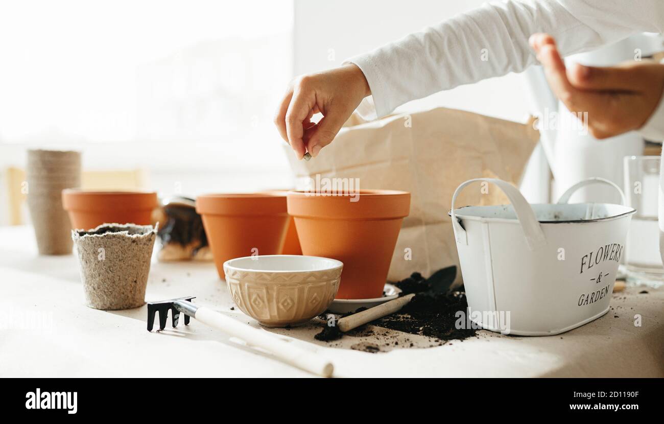 Kids science experiment - Child learning to grow peas seeds at home ...