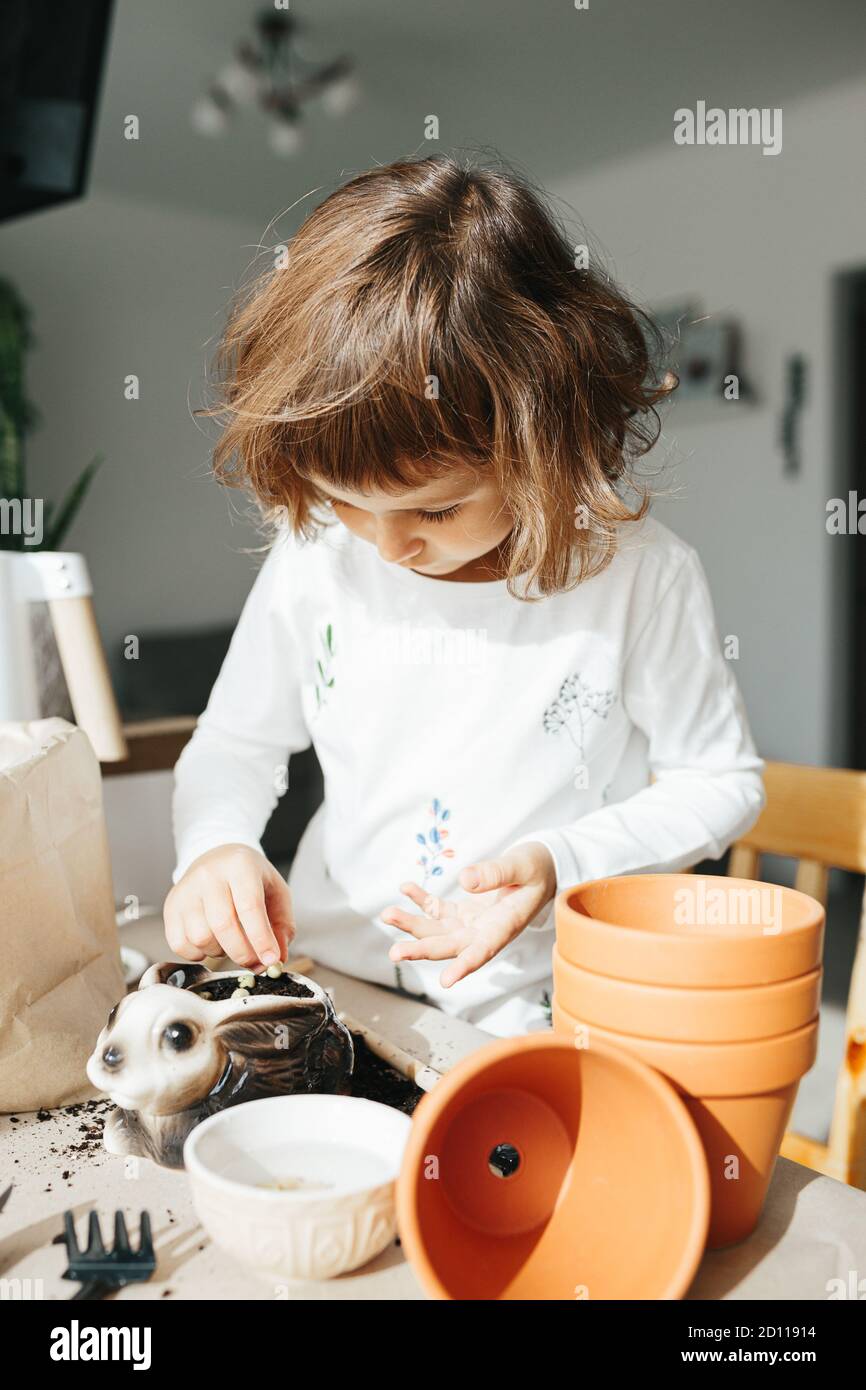 Kids science experiment - Child learning to grow peas seeds at home ...