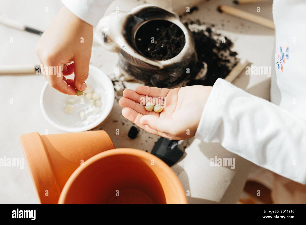 Kids science experiment - Child learning to grow peas seeds at home ...