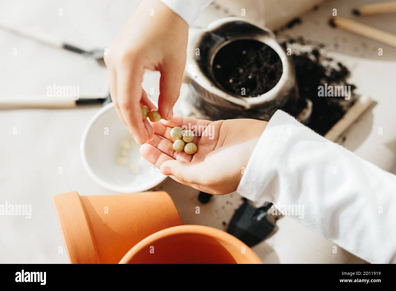 Kids science experiment - Child learning to grow peas seeds at home ...